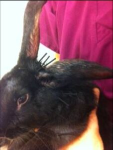 Alternative Therapies to Treat Rabbit Pain and Musculoskeletal Issues ...