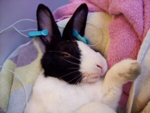 Alternative Therapies to Treat Rabbit Pain and Musculoskeletal Issues ...