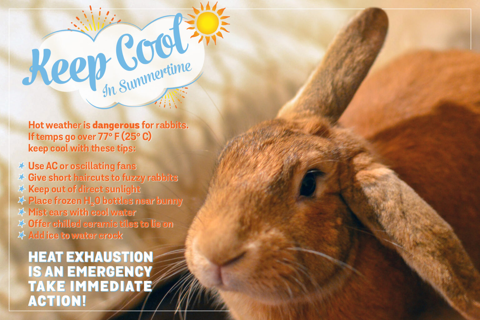 How to Keep Your Rabbit Cool In Summer