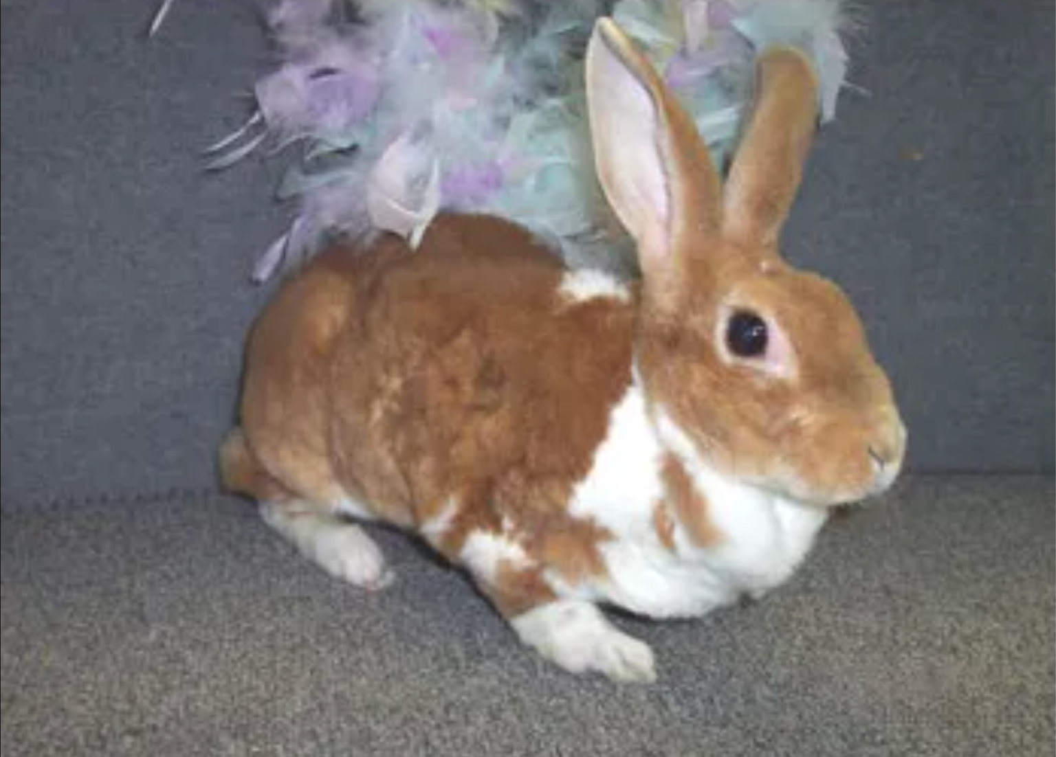 Tilly: The True Story of a Rabbit Who Overcame Impossible Odds