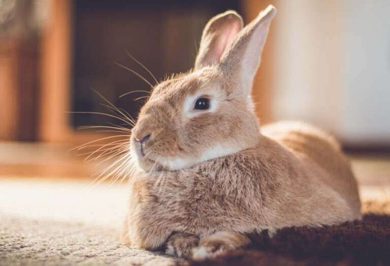 The Hypocrisy of Adopting Rabbits from Breeders: Why Rescue is the ...