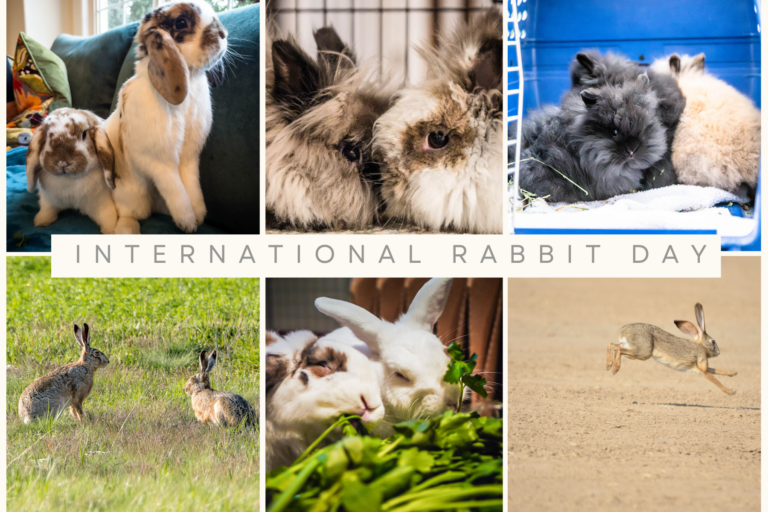 Celebrating International Rabbit Day: Advocating for Our Furry Friends