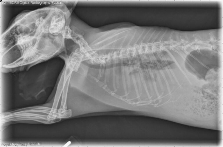 Heart Disease in Companion Rabbits: Causes, Diagnosis, and Treatment