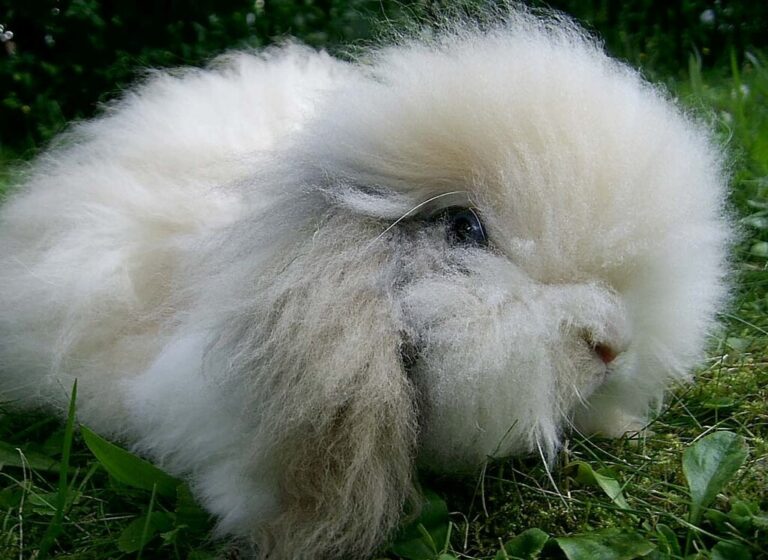 The Biohacking Paradox: Glowing Rabbits, Woolly Mice, and the Ethics of ...