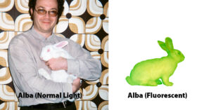 The Biohacking Paradox: Glowing Rabbits, Woolly Mice, and the Ethics of ...
